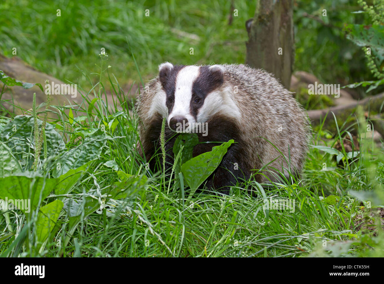 European badger (Meles meles Stock Photo - Alamy