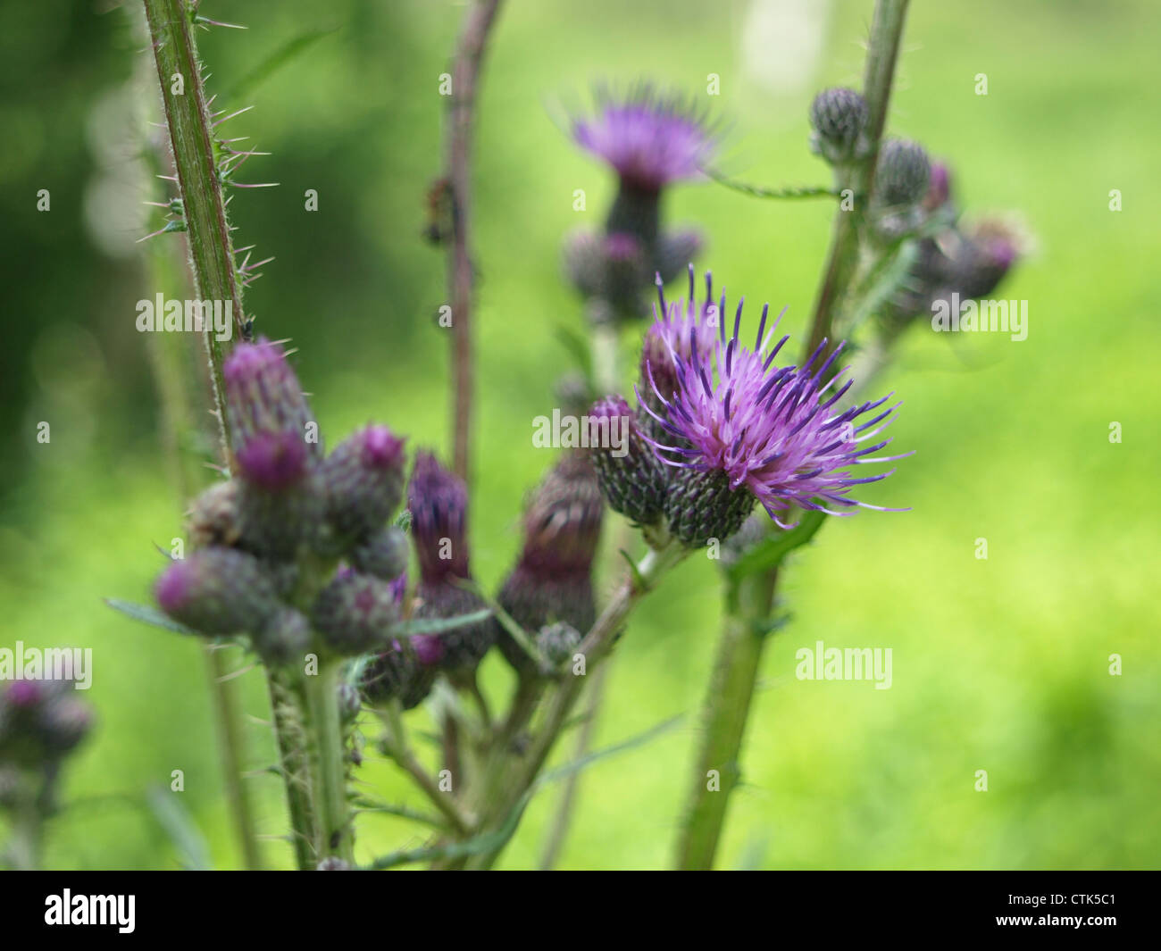 blooms from a thistle / Blüten einer Distel Stock Photo - Alamy