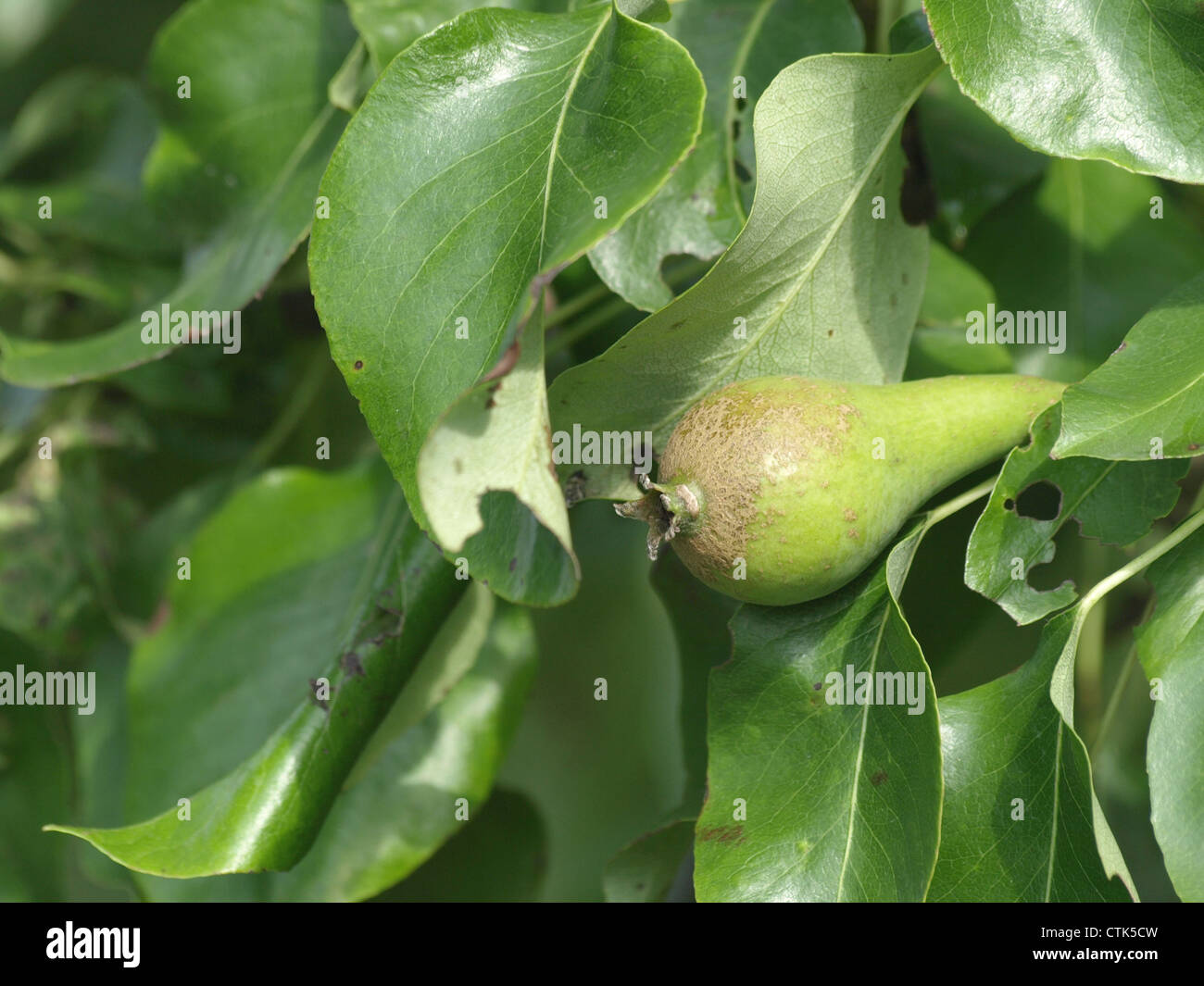 pears on a tree / Birnen am Baum Stock Photo - Alamy
