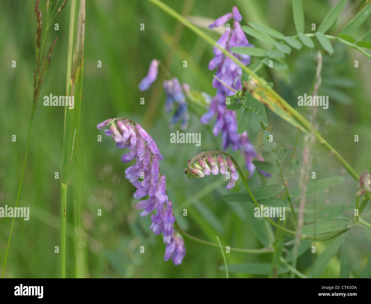 Tufted vetch, cow vetch, bird vetch, boreal vetch / Vicia cracca ...