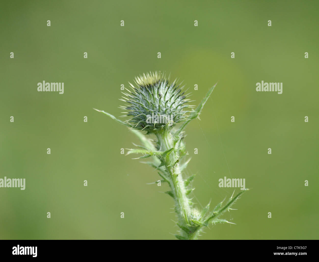 bloom from a thistle / Blüte einer Distel Stock Photo - Alamy
