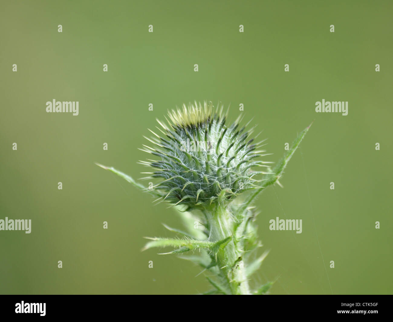 bloom from a thistle / Blüte einer Distel Stock Photo - Alamy