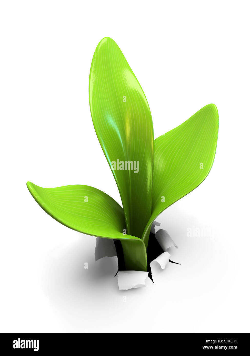 Young sprout isolated on white background 3D rendering Stock Photo - Alamy