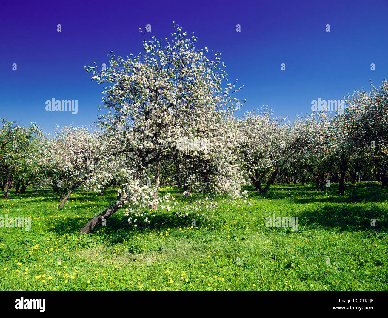 Alley blooming tree hi-res stock photography and images - Alamy