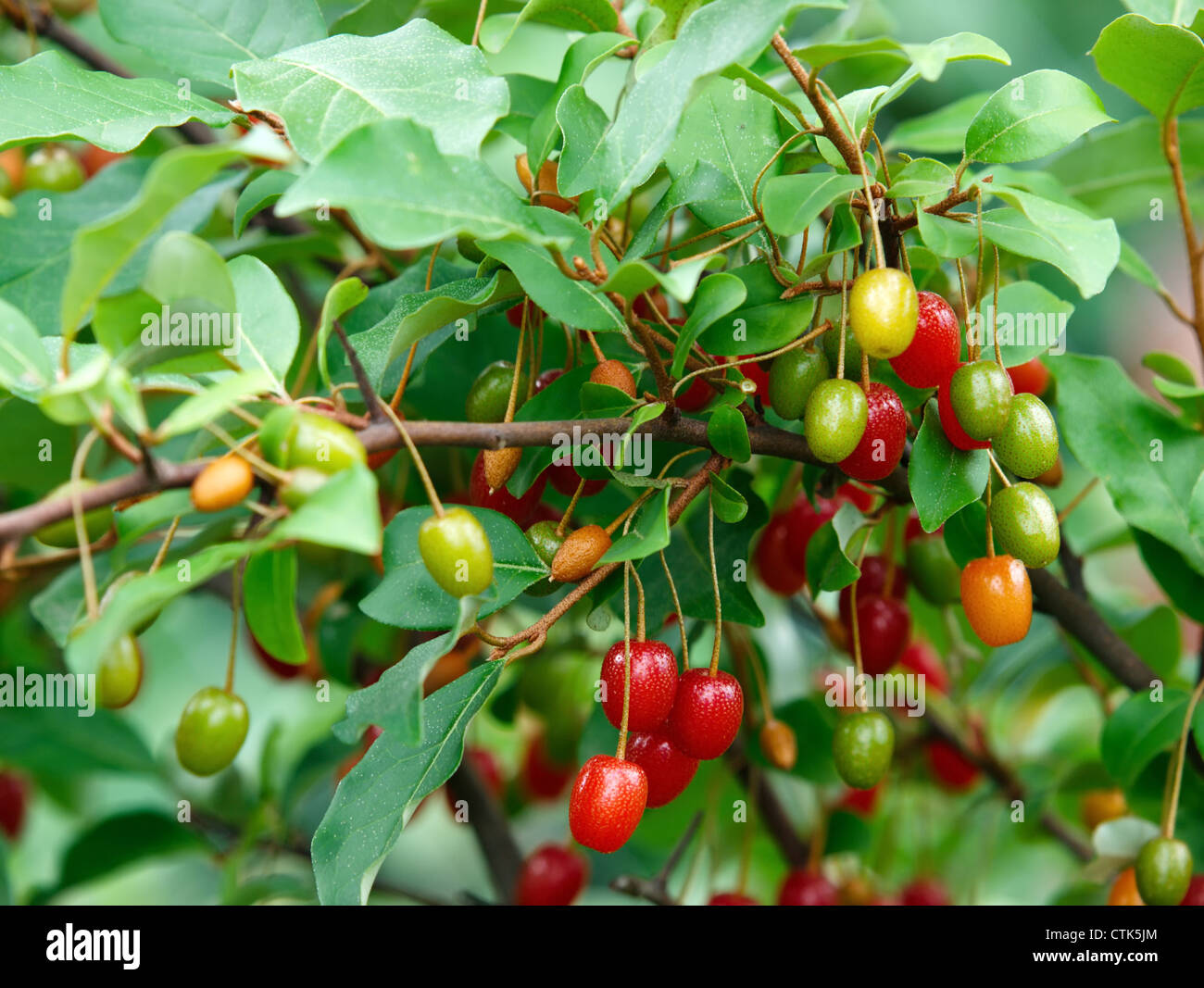 Silverberry hi-res stock photography and images - Alamy