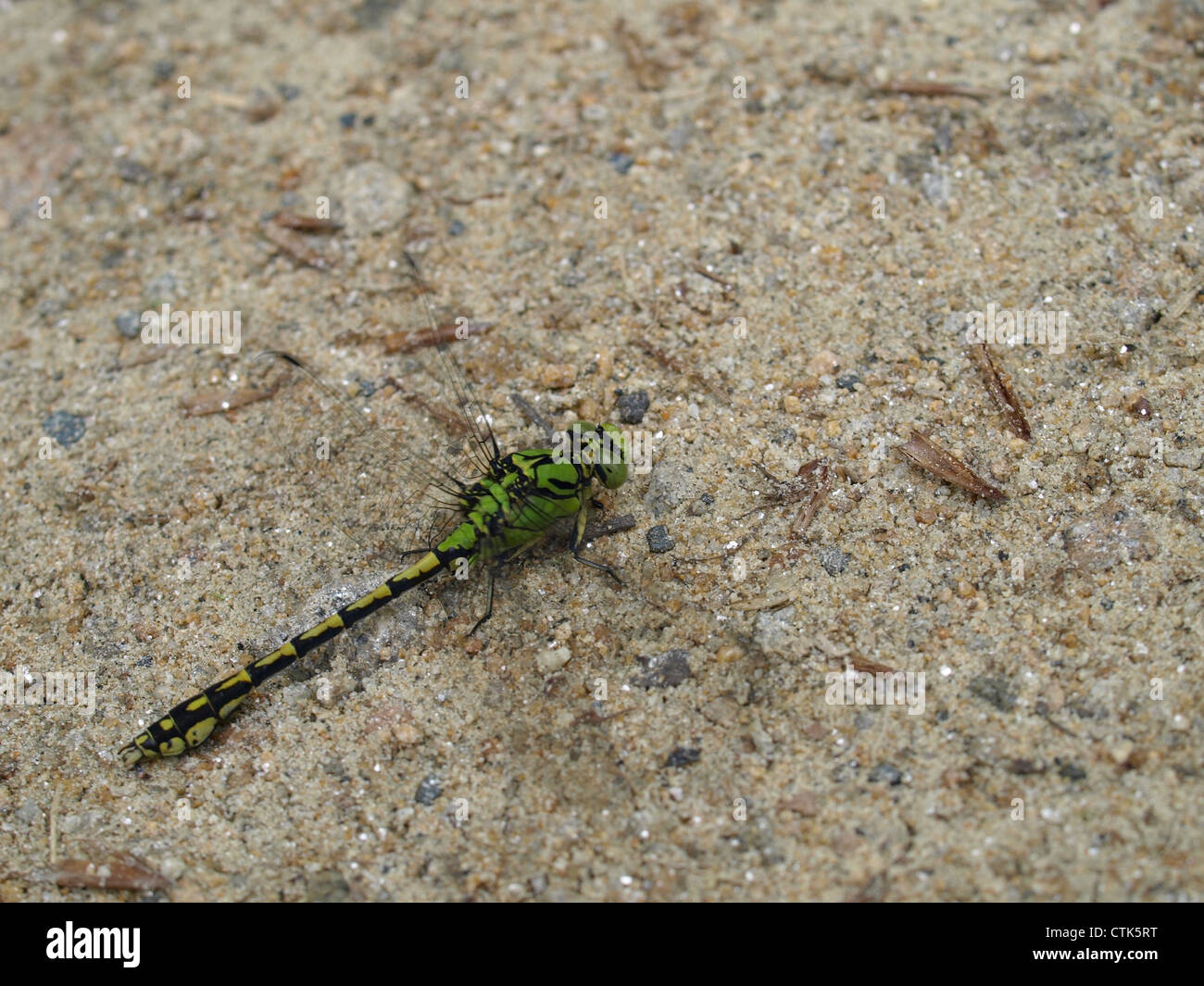 green club-tailed, green snaketail dragonfly / Ophiogomphus cecilia ...