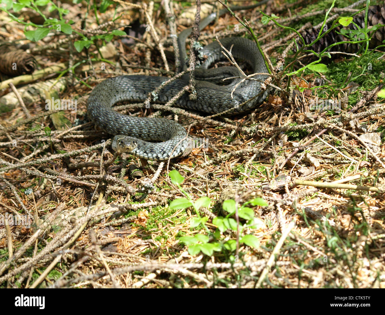 Ringelnatter natrix natrix grass snake hi-res stock photography and ...