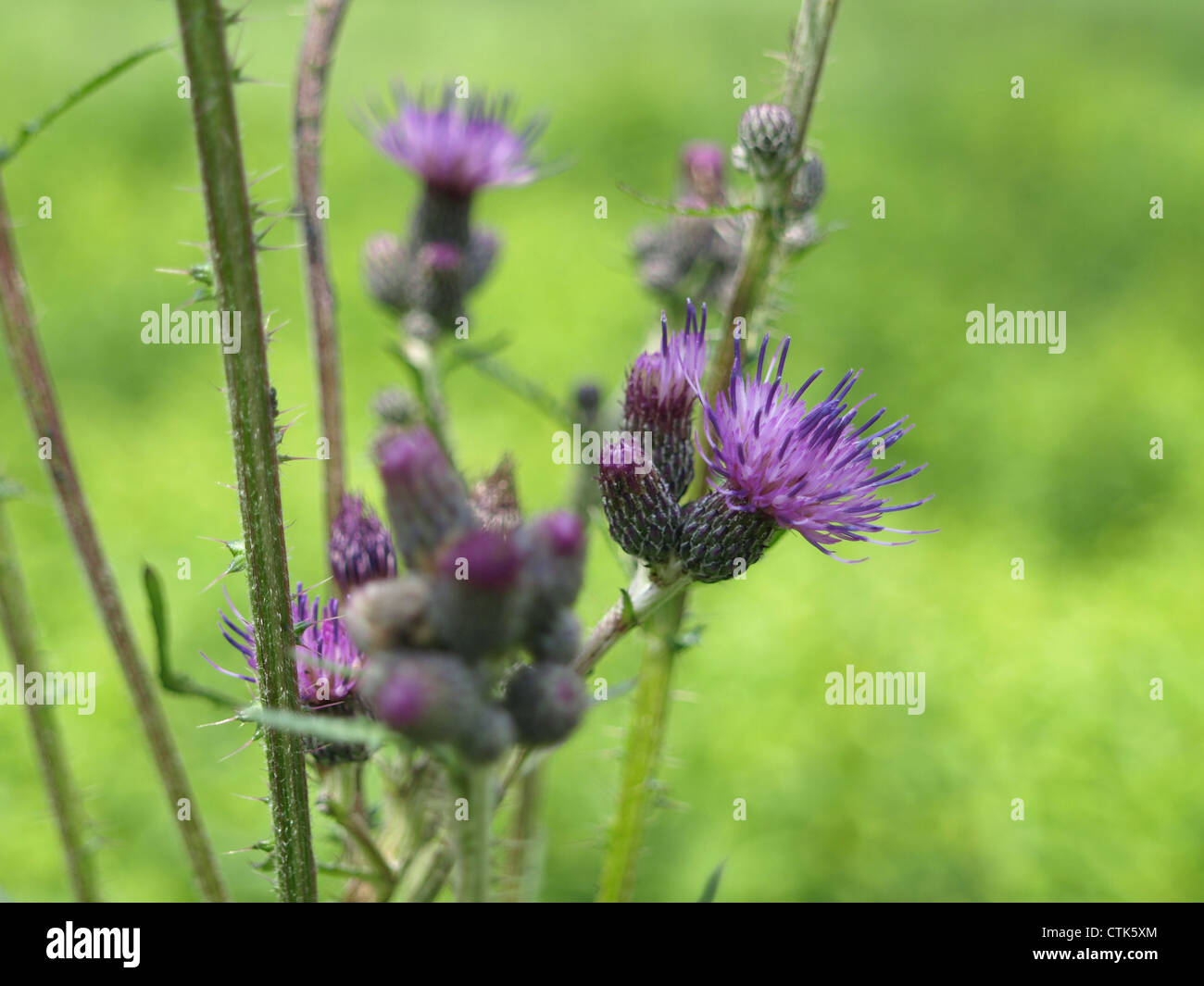Thistle flower blooms hi-res stock photography and images - Alamy