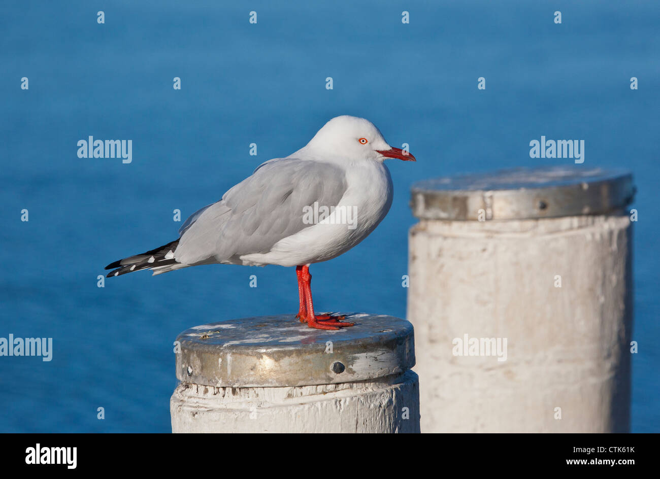 Wharf pylon hi-res stock photography and images - Alamy