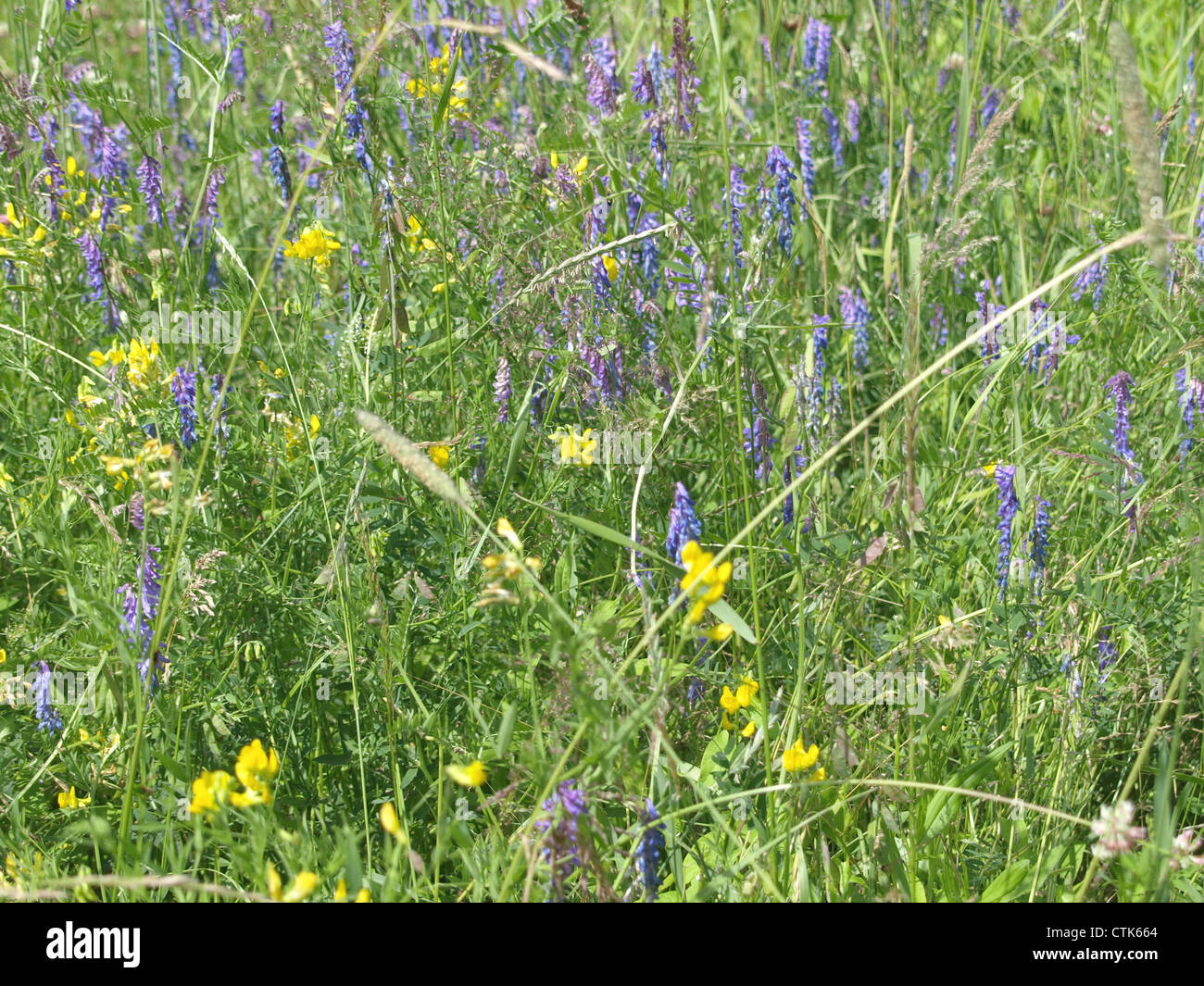 Pea vine clover hi-res stock photography and images - Alamy