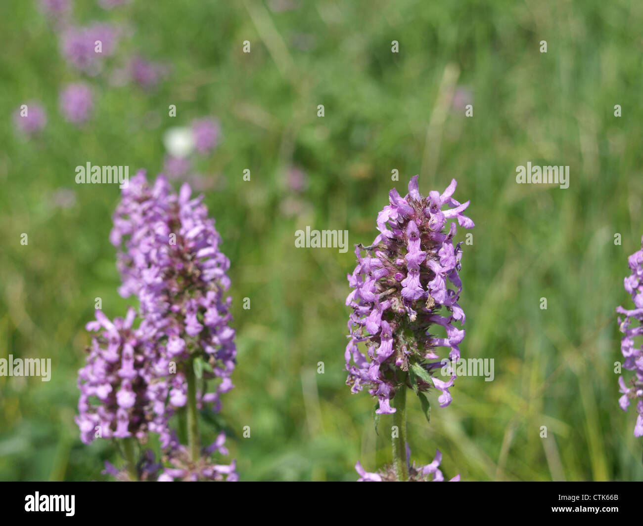 purple betony / Stachys officinalis / Heilziest Stock Photo - Alamy