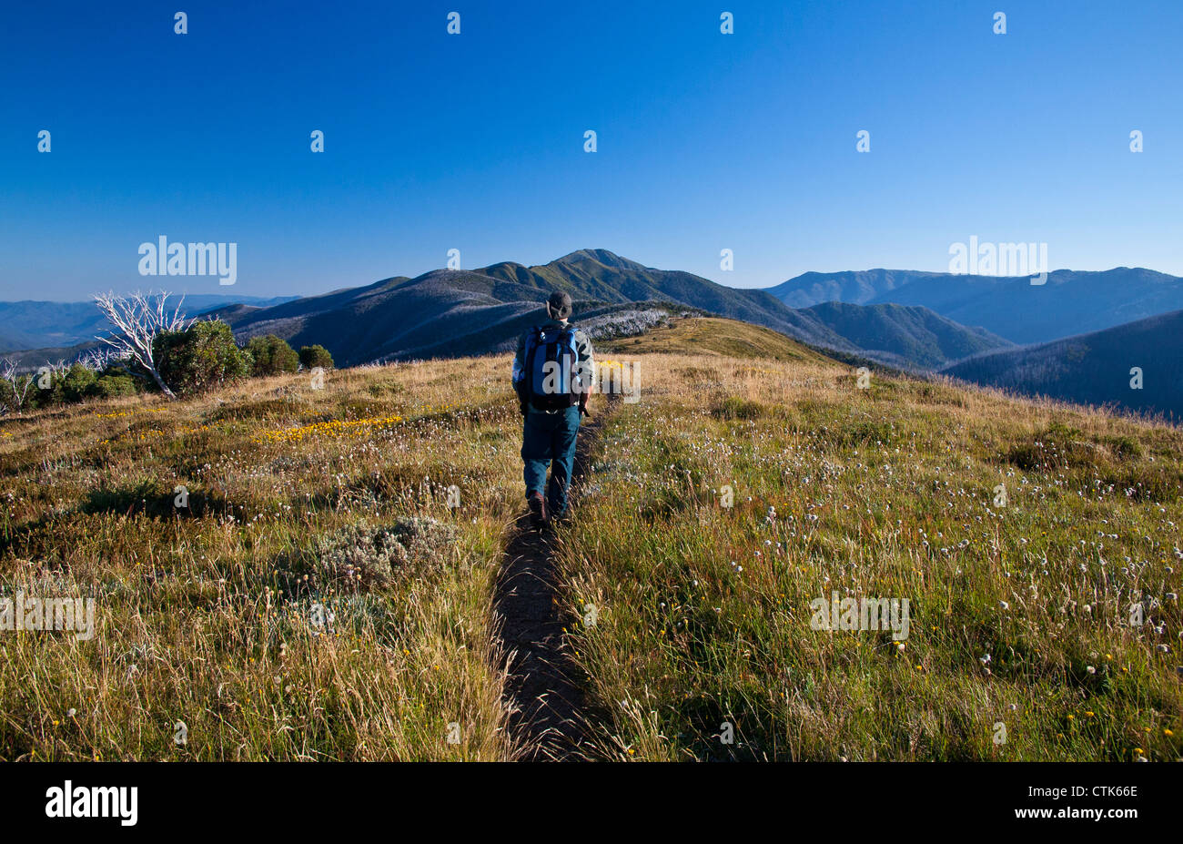 Approaching Mt Feathertop (1922m) along the Razorback spur, Alpine ...