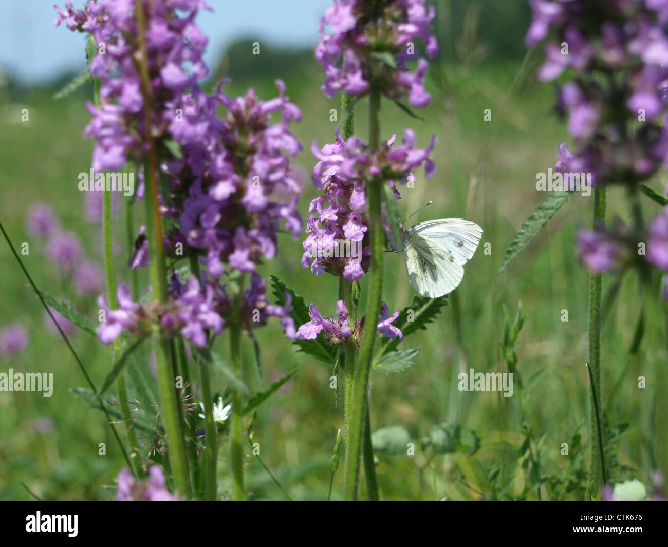 purple betony / Stachys officinalis / Heilziest Stock Photo - Alamy