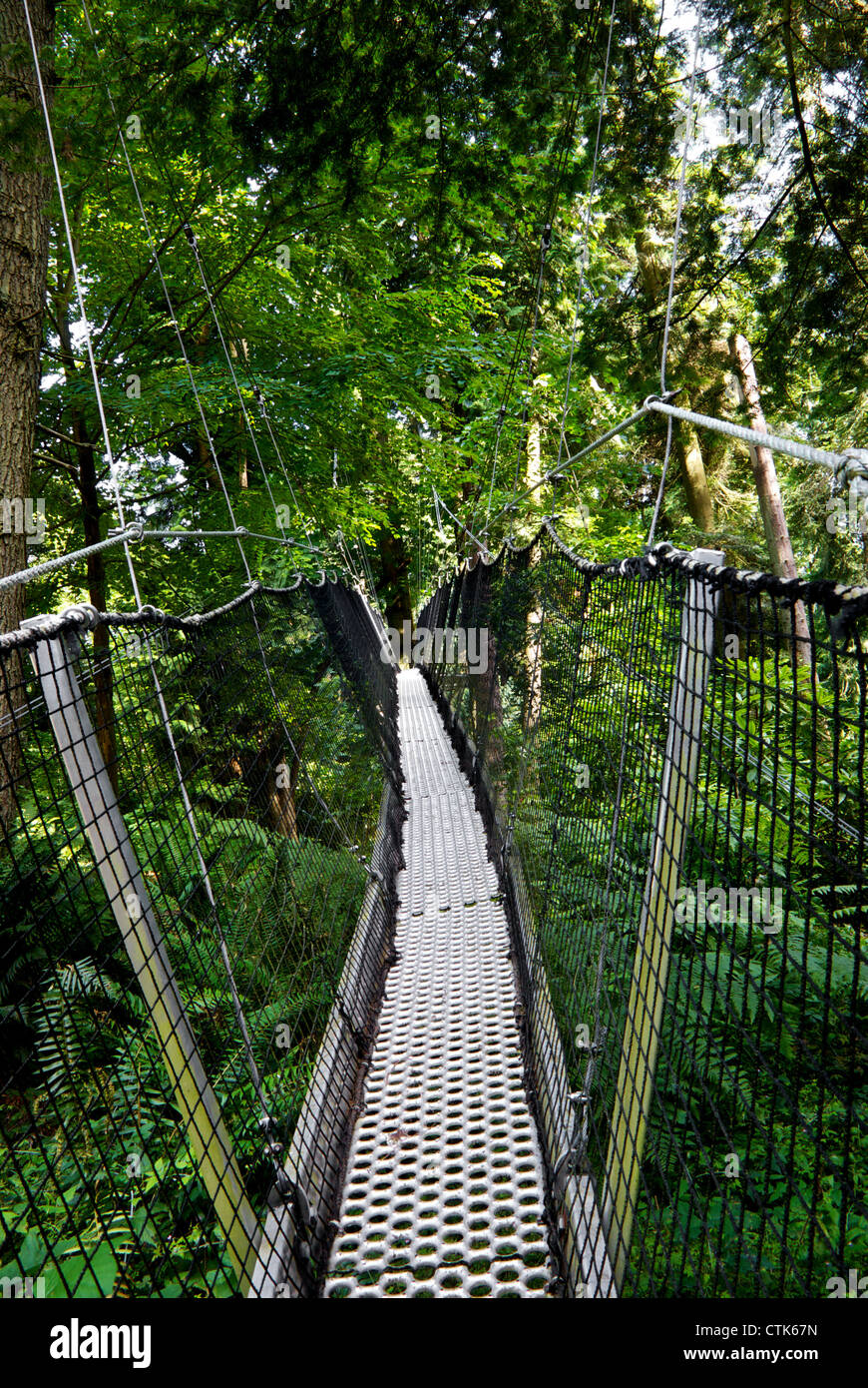 Narrow cable suspended tree canopy walkway UBC Botanical Garden forest ...