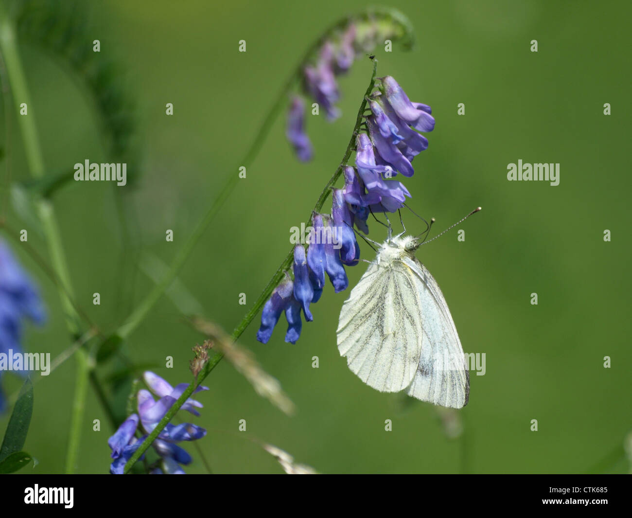 Tufted Vetch Insects High Resolution Stock Photography and Images - Alamy