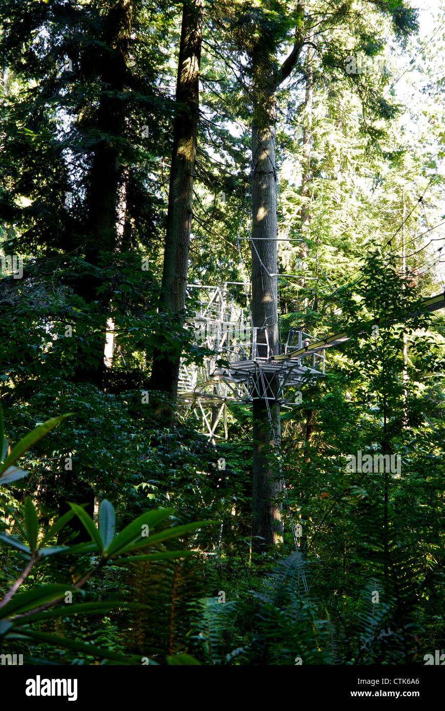 Cable supported suspended aerial tree canopy walkway UBC Botanical ...