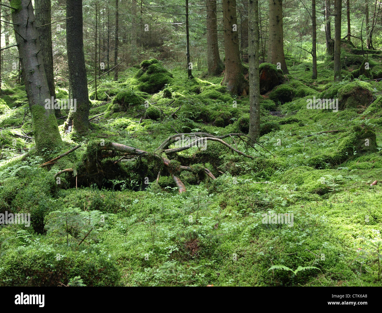Wood landscape with moss / Wald Landschaft mit Moos Stock Photo - Alamy