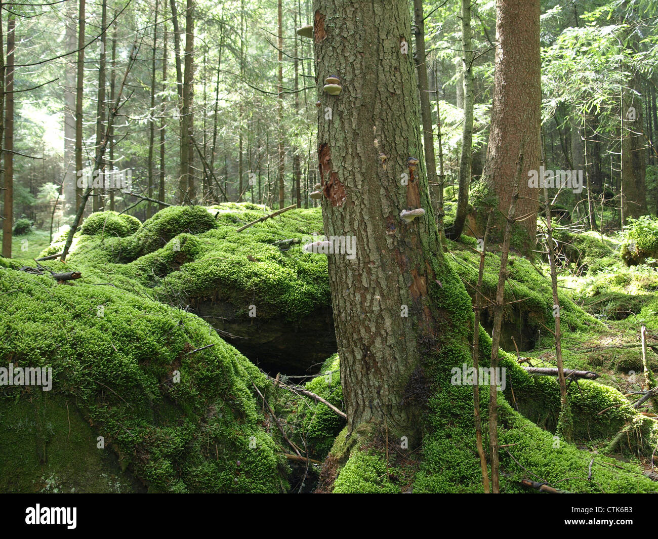 Wood landscape with moss / Wald Landschaft mit Moos Stock Photo - Alamy