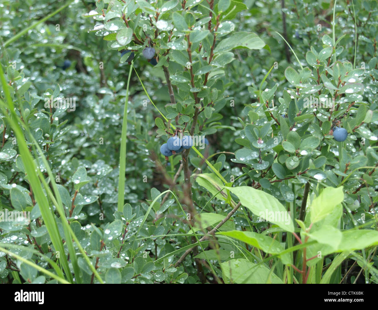 Moorbeere hi-res stock photography and images - Alamy