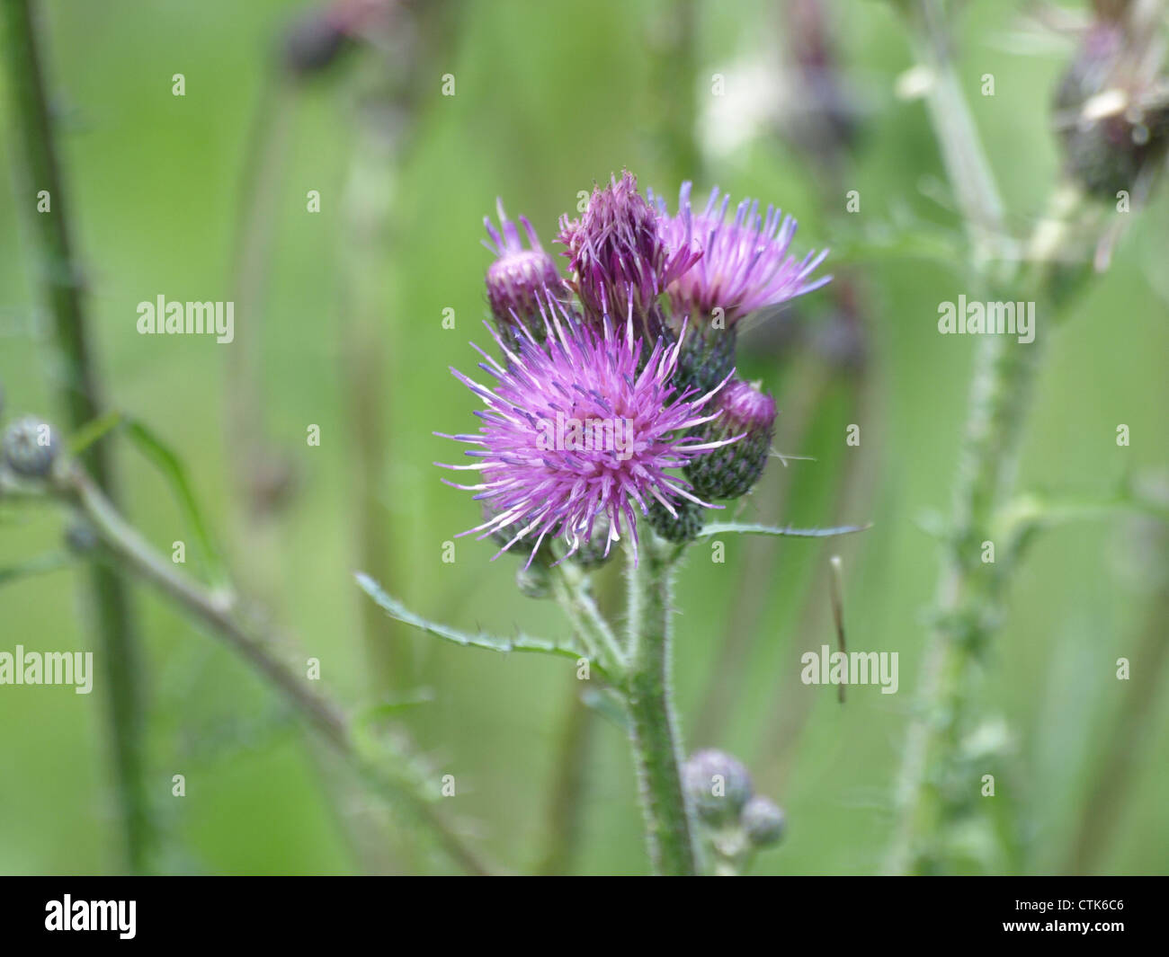 blooms from a thistle / Blüten einer Distel Stock Photo - Alamy