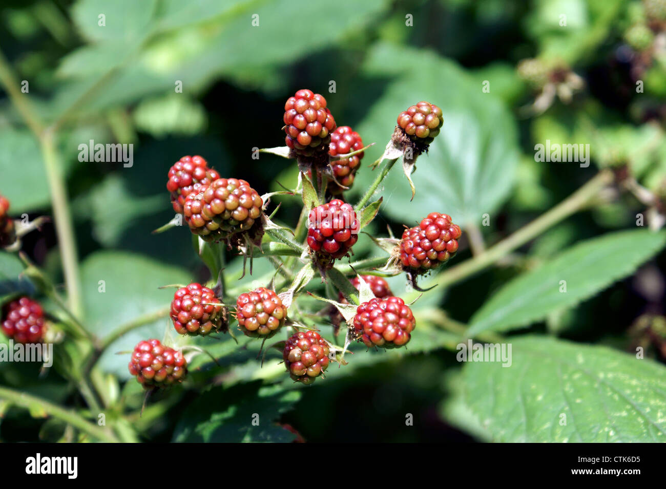 BLACKBERRIES (NOT RIPE Stock Photo - Alamy