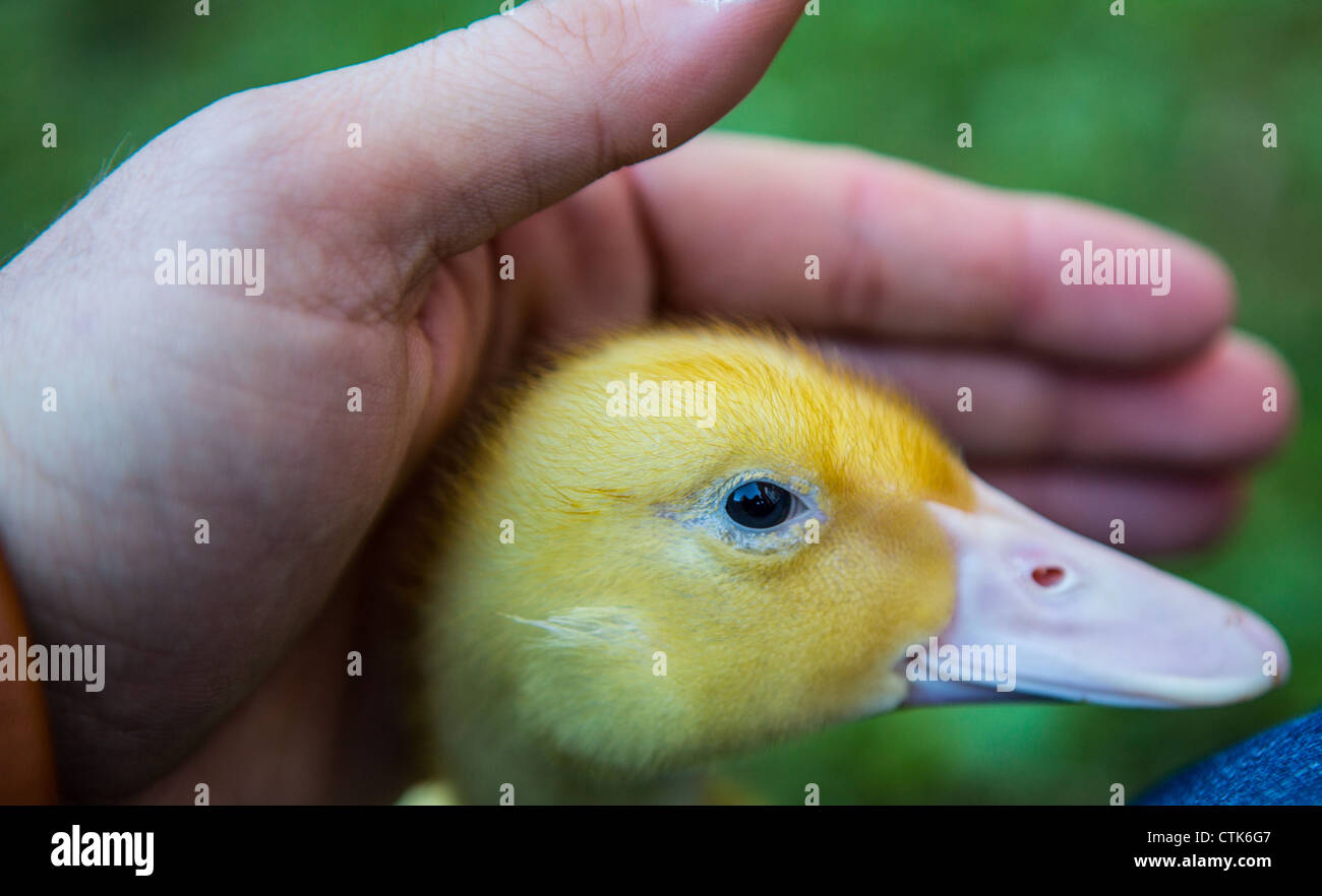 Furry duckling hi-res stock photography and images - Alamy