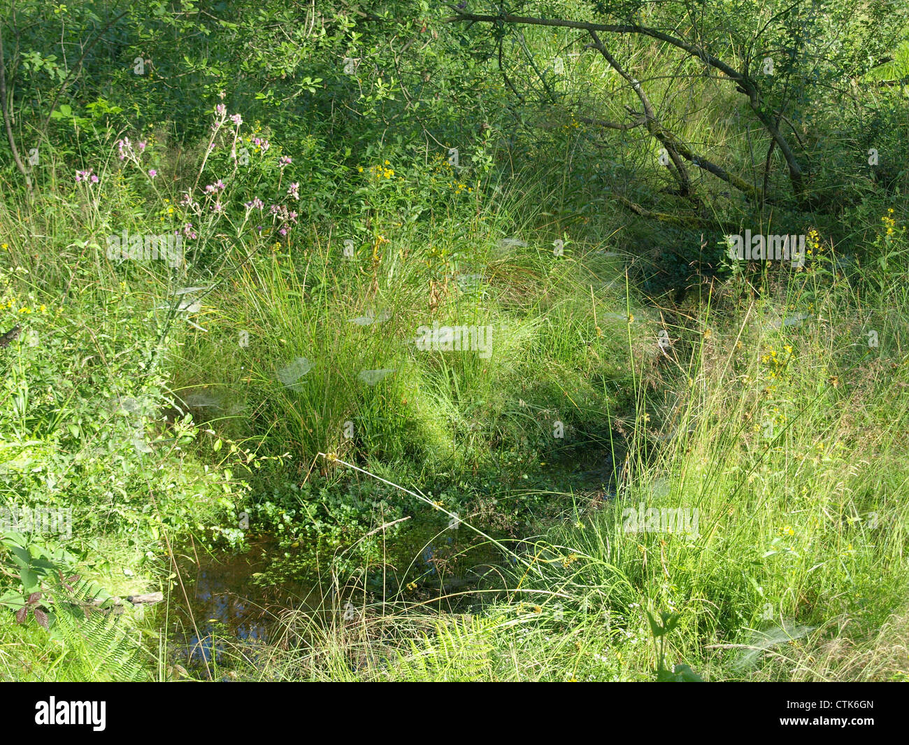 Natural stream bank hi-res stock photography and images - Alamy
