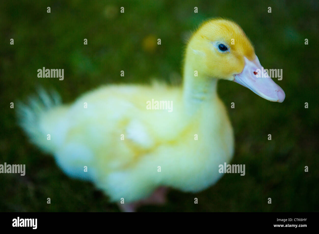 Cute fuzzy duck hi-res stock photography and images - Alamy
