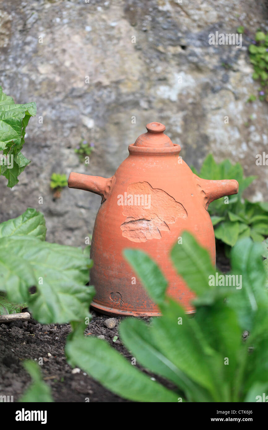 Terracotta rhubarb forcer Stock Photo - Alamy