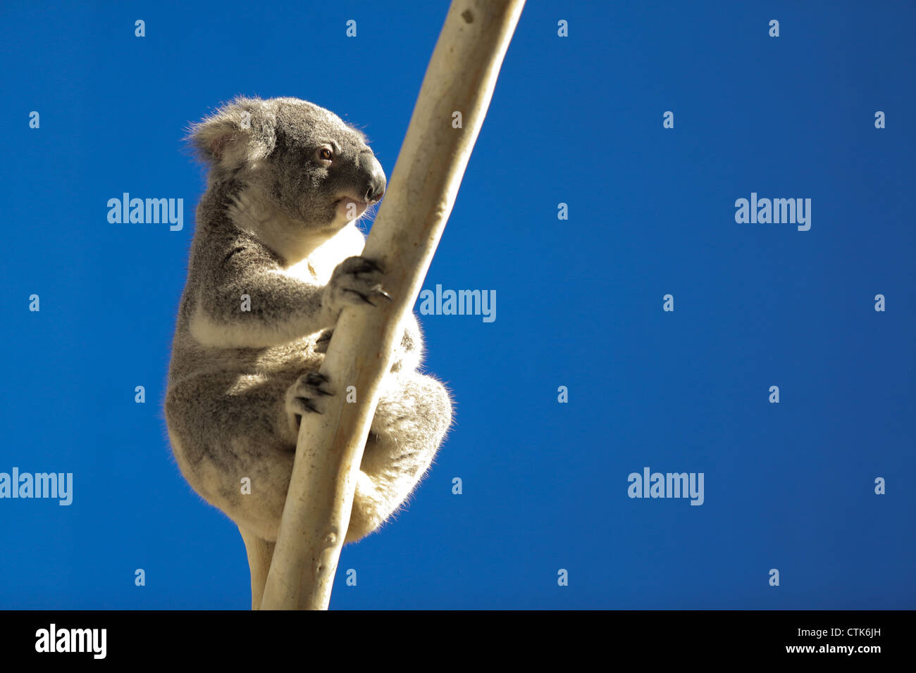 Grumpy Koala on tree Stock Photo - Alamy