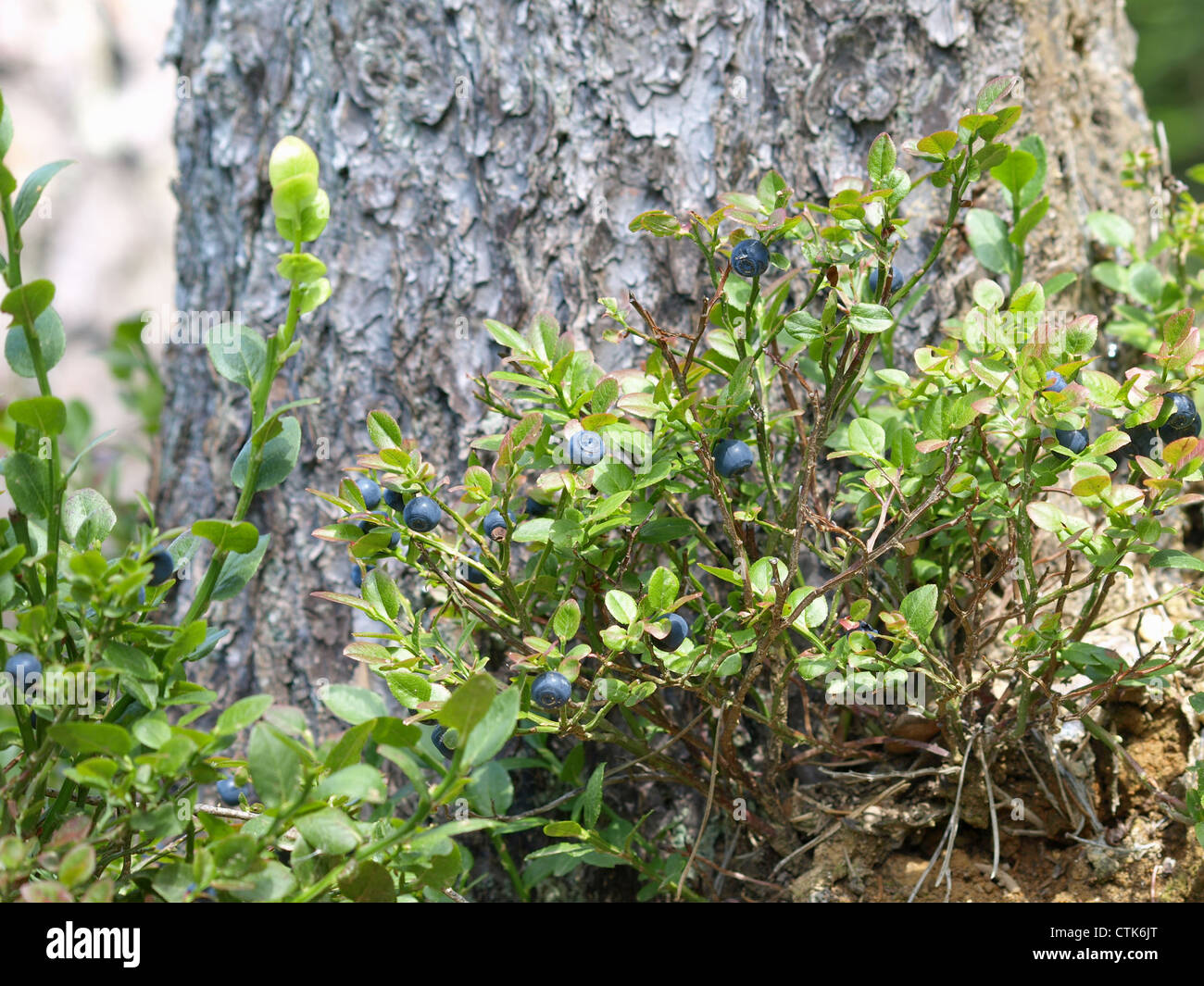 ripe wood blueberries at a blueberry shrub / Vaccinium myrtillus ...