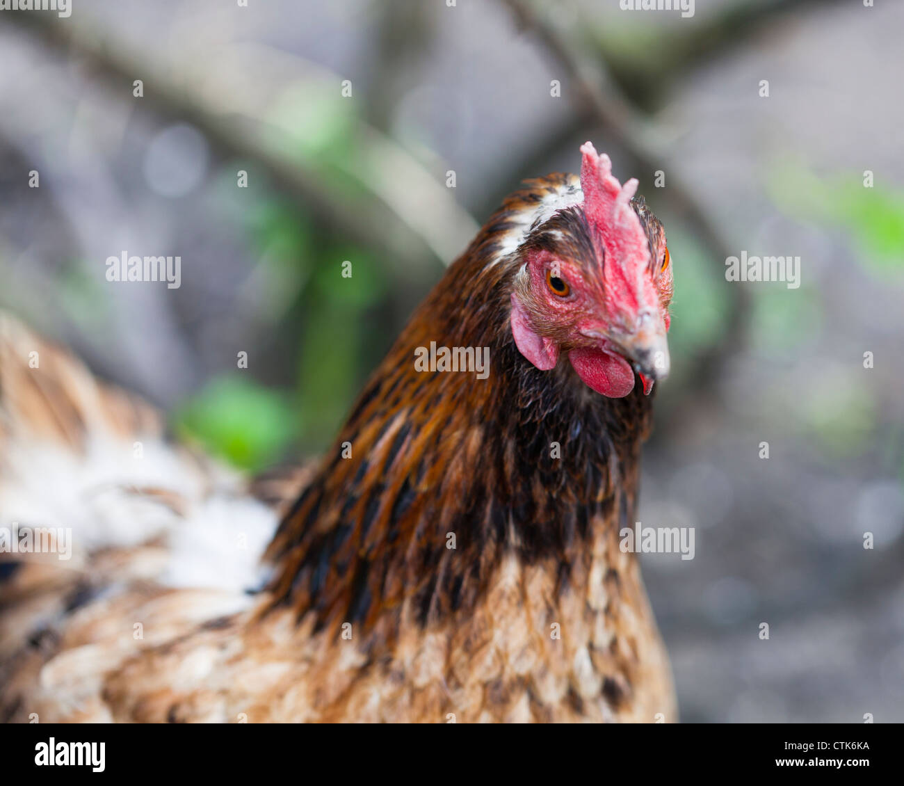Chicken close up hi-res stock photography and images - Alamy
