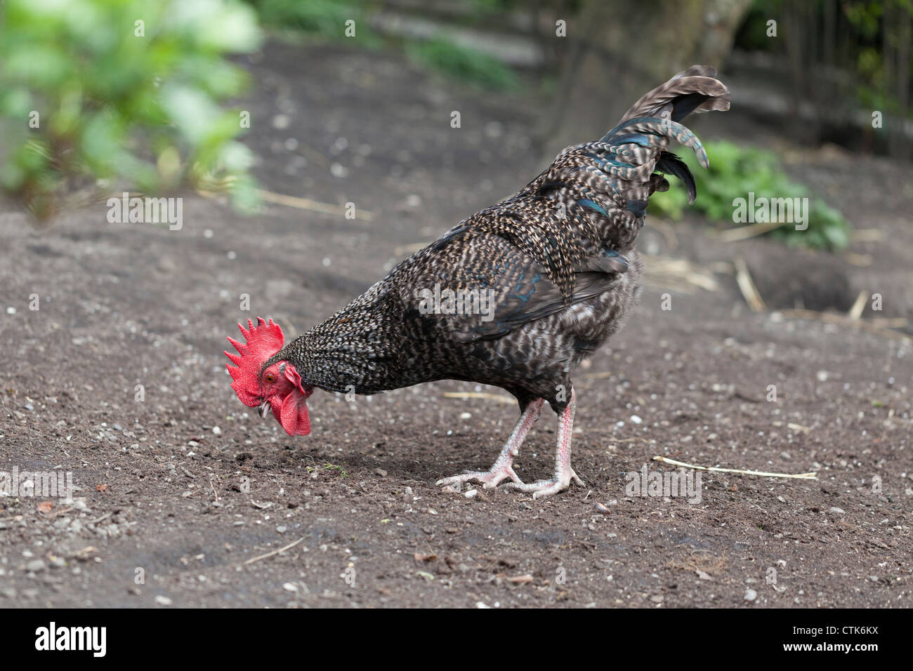 Farmyard chicken close-up Stock Photo - Alamy