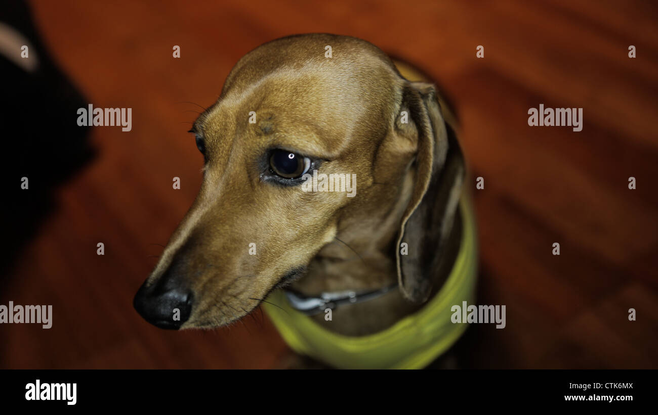 Dashound hi-res stock photography and images - Alamy