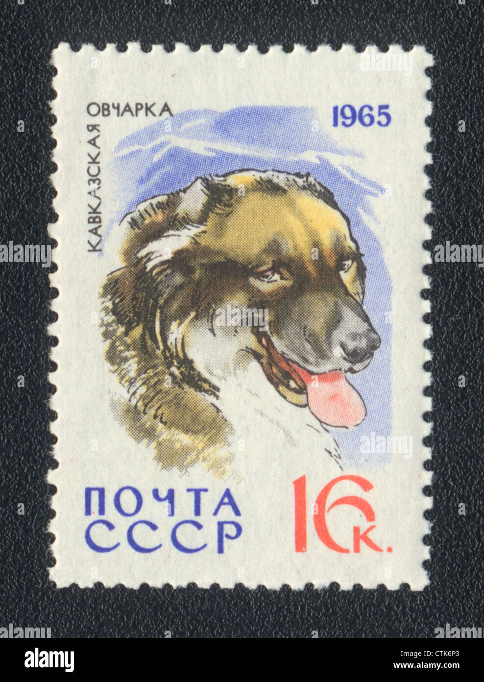 USSR - CIRCA 1965: A stamp printed in USSR shows Caucasian Shepherd ...
