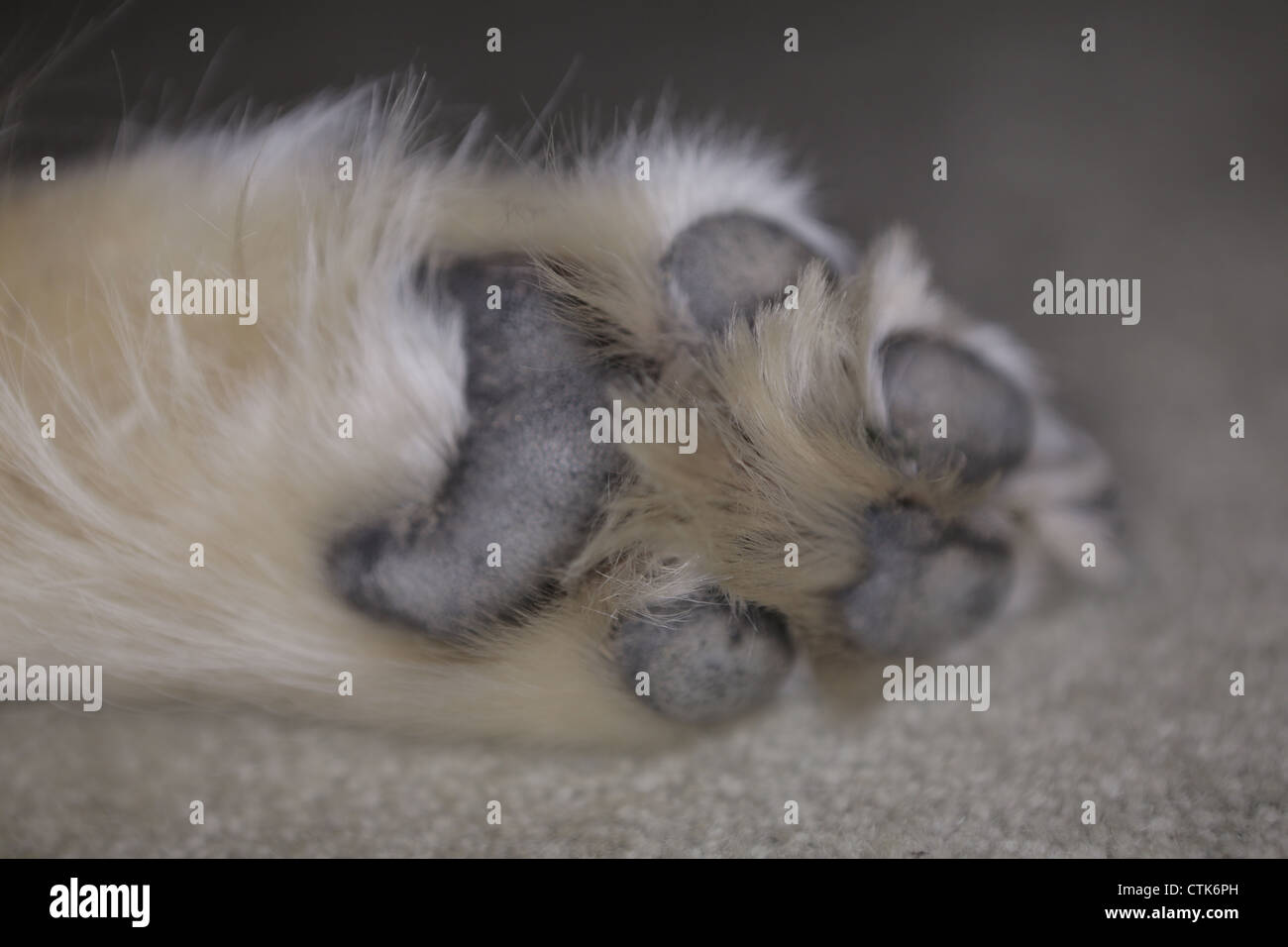 Paw pads hi-res stock photography and images - Alamy