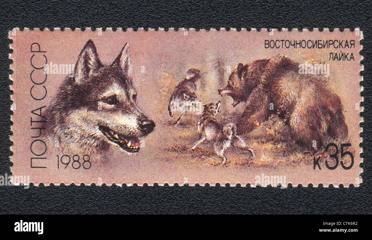 USSR - CIRCA 1988: A stamp printed in USSR shows East Siberian Laika ...