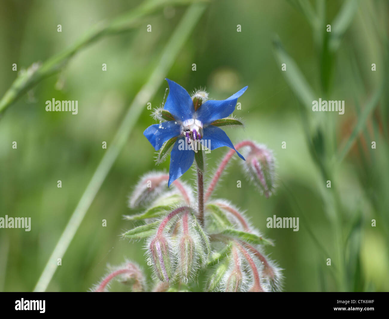 Borage, starflower / Borago officinalis / Borretsch Stock Photo - Alamy