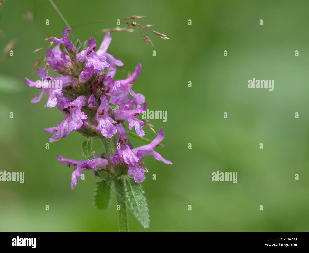 purple betony / Stachys officinalis / Heilziest Stock Photo - Alamy