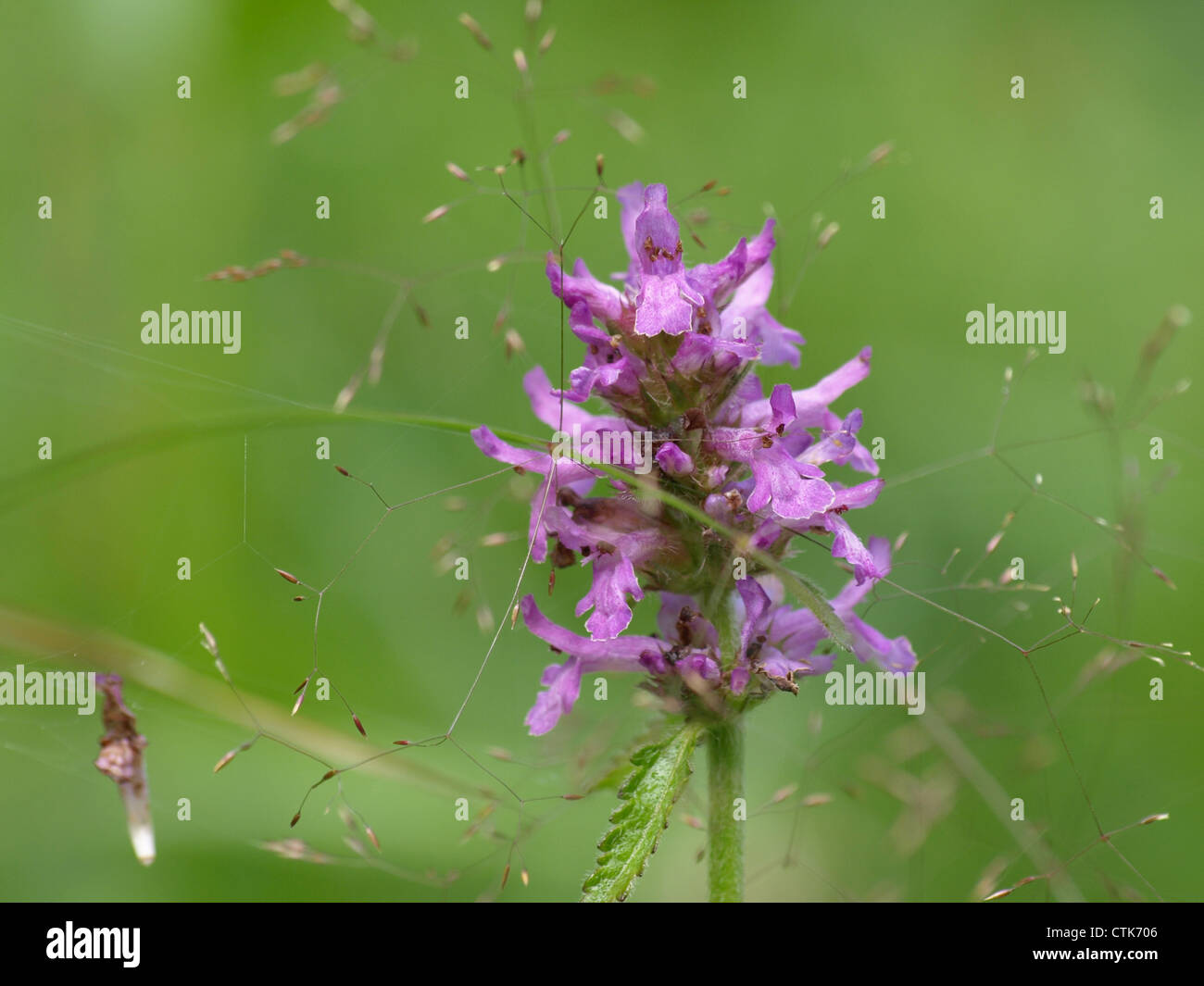 purple betony / Stachys officinalis / Heilziest Stock Photo - Alamy