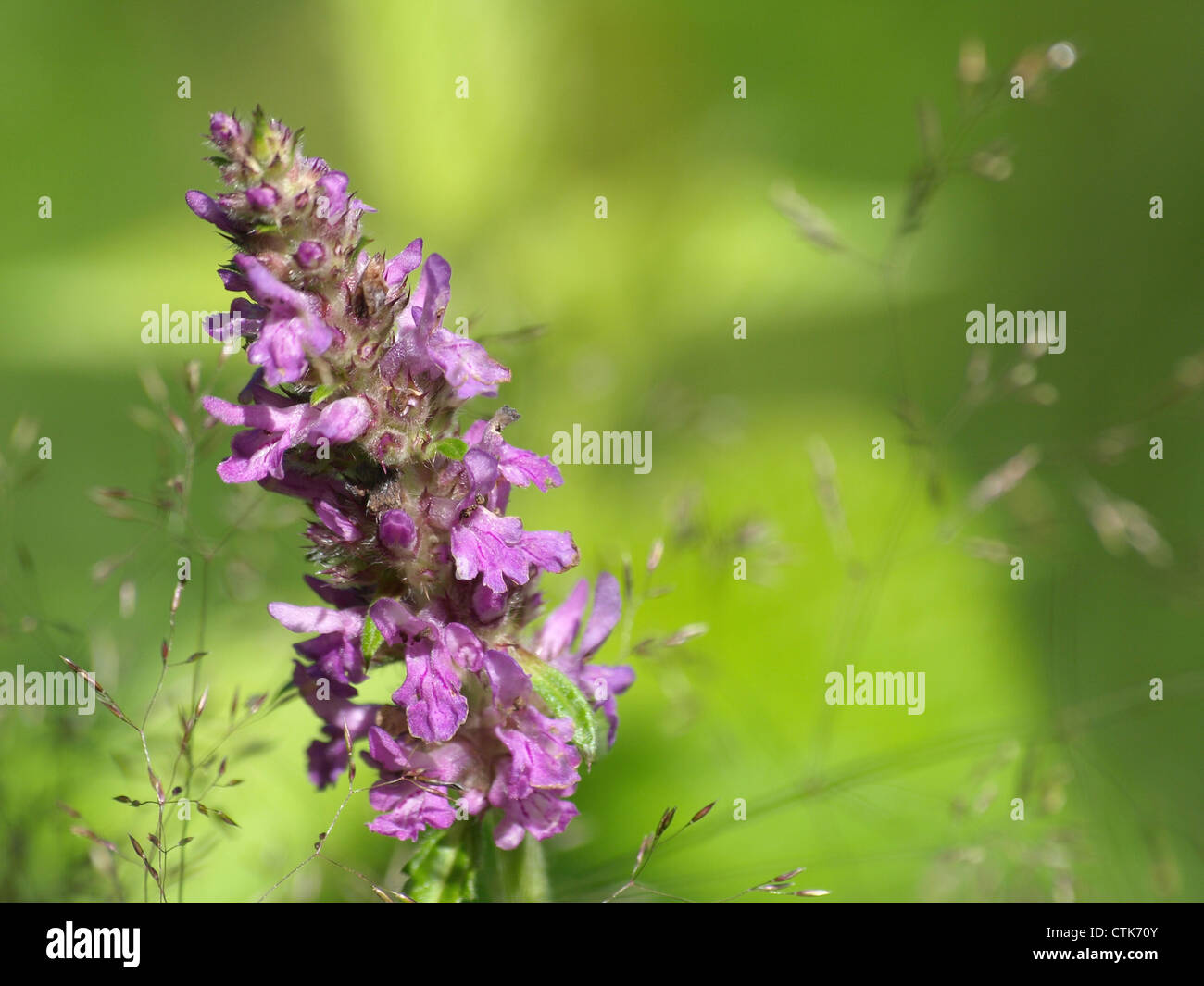 purple betony / Stachys officinalis / Heilziest Stock Photo - Alamy