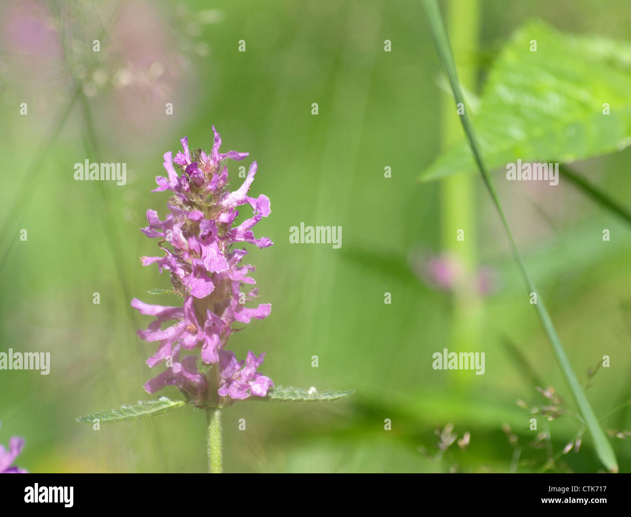 purple betony / Stachys officinalis / Heilziest Stock Photo - Alamy