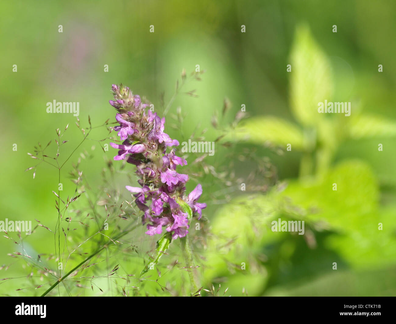 purple betony / Stachys officinalis / Heilziest Stock Photo - Alamy