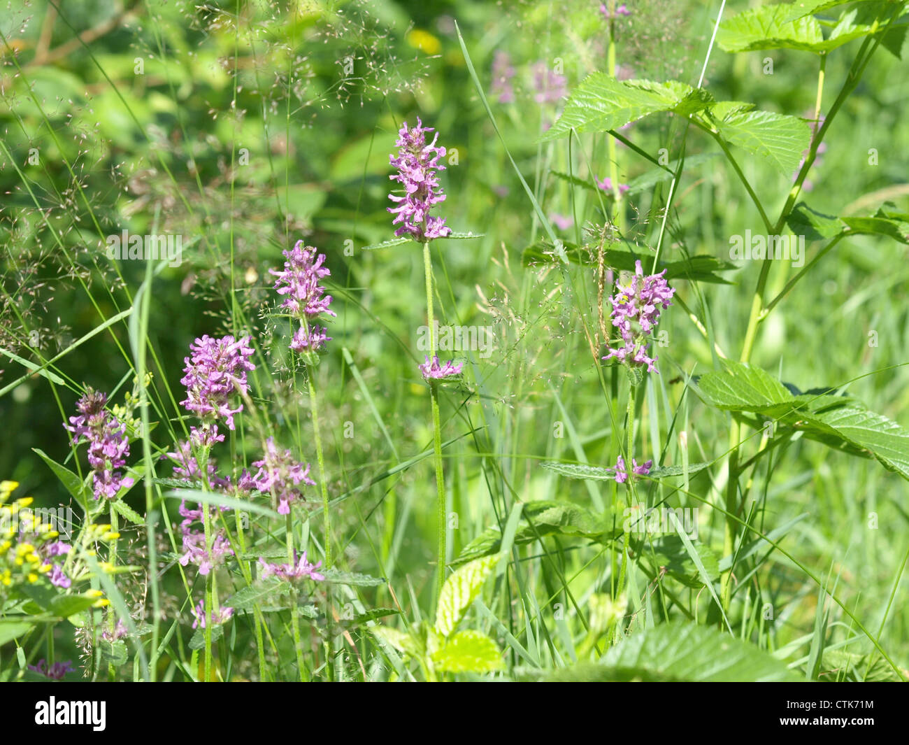purple betony / Stachys officinalis / Heilziest Stock Photo - Alamy