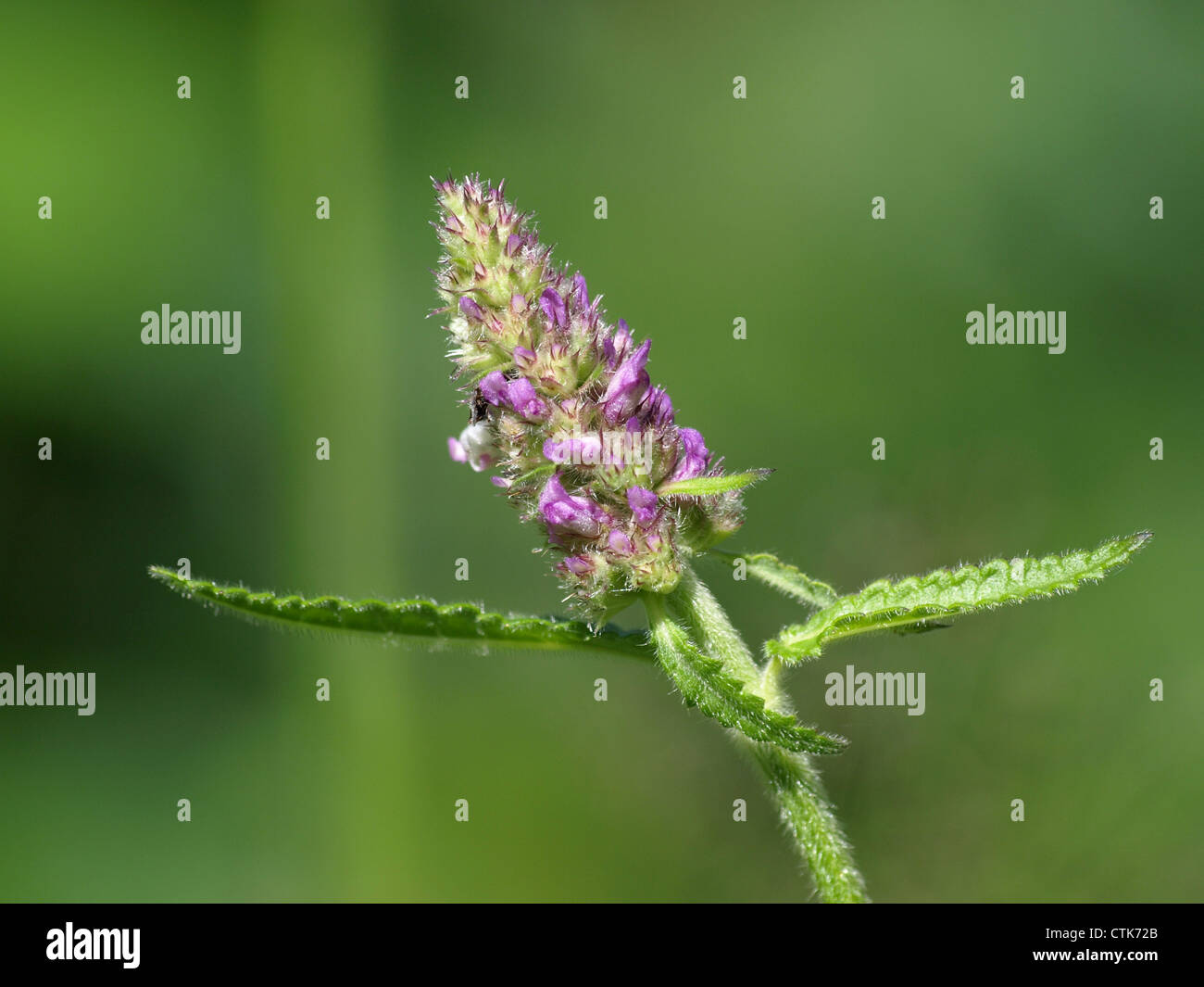 purple betony / Stachys officinalis / Heilziest Stock Photo - Alamy