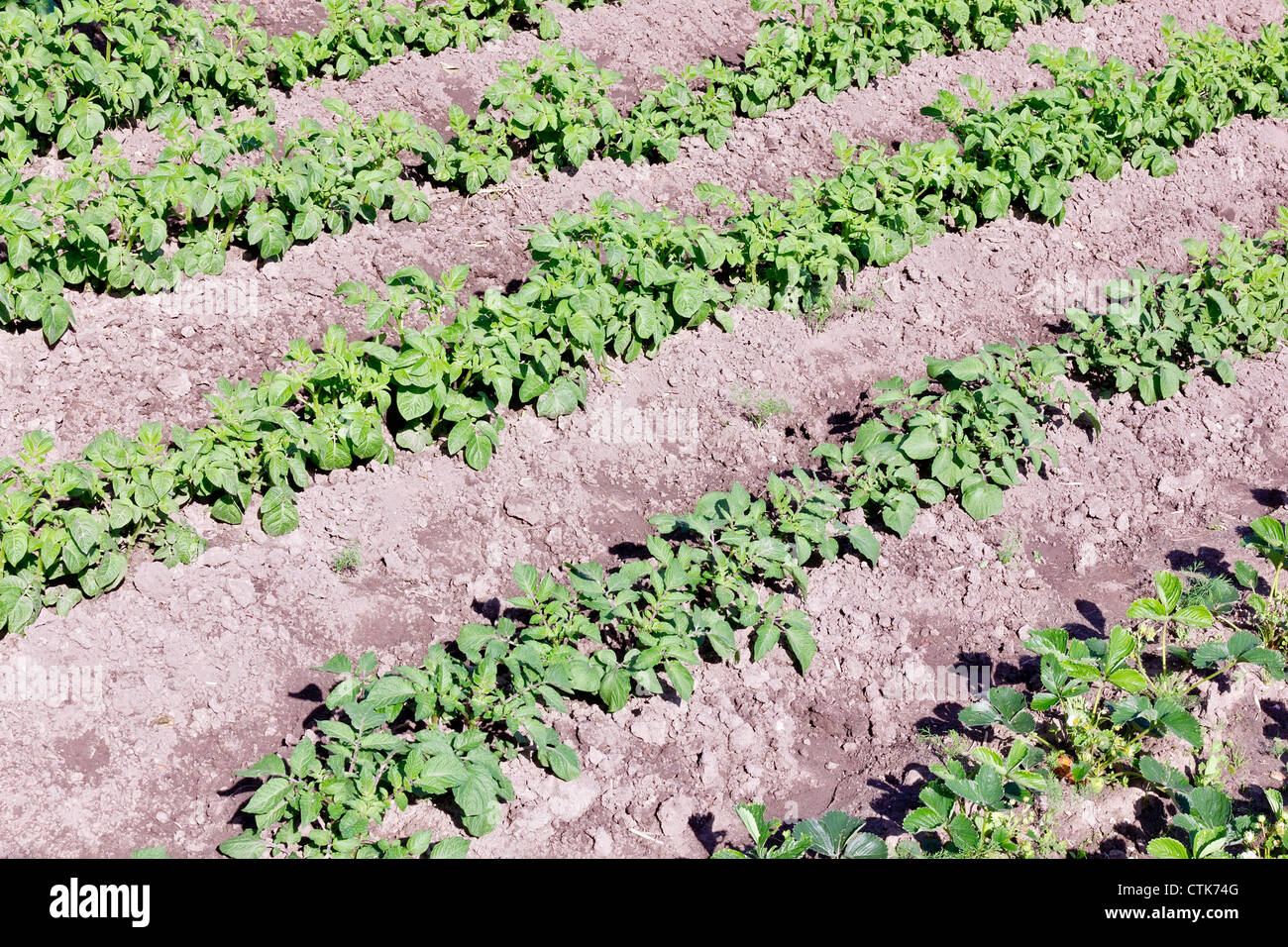 Spring potato field with the young shoots of potatoes. Hard sunlight ...