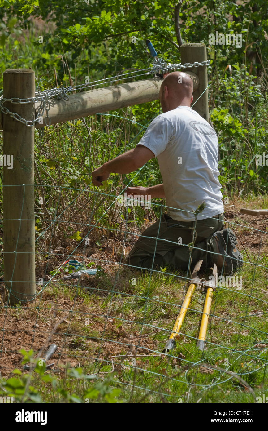 Fencing. Timber posts and rail used to support and constrain wire sheep ...