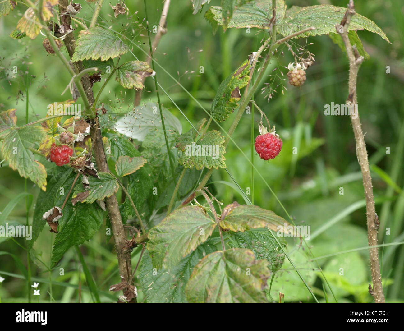 Rubus idaeus bush hi-res stock photography and images - Alamy