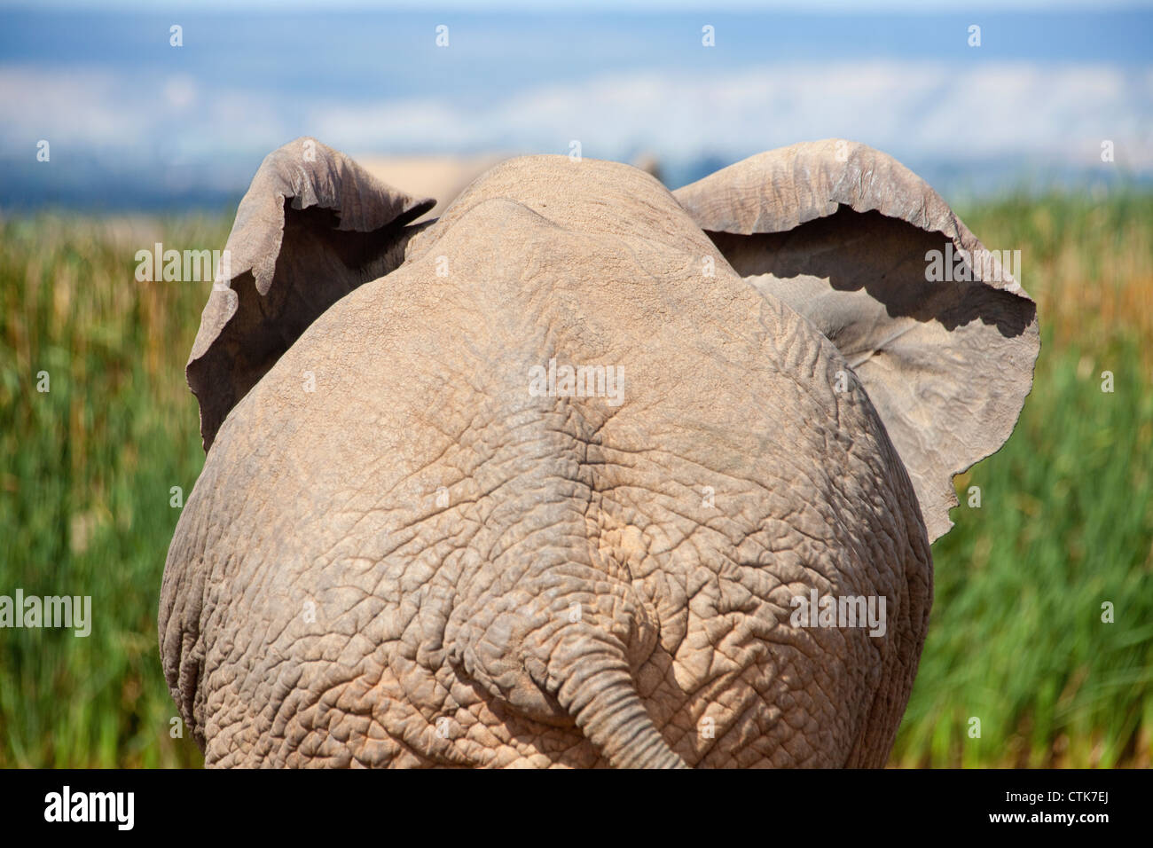 Elephants back side hi-res stock photography and images - Alamy