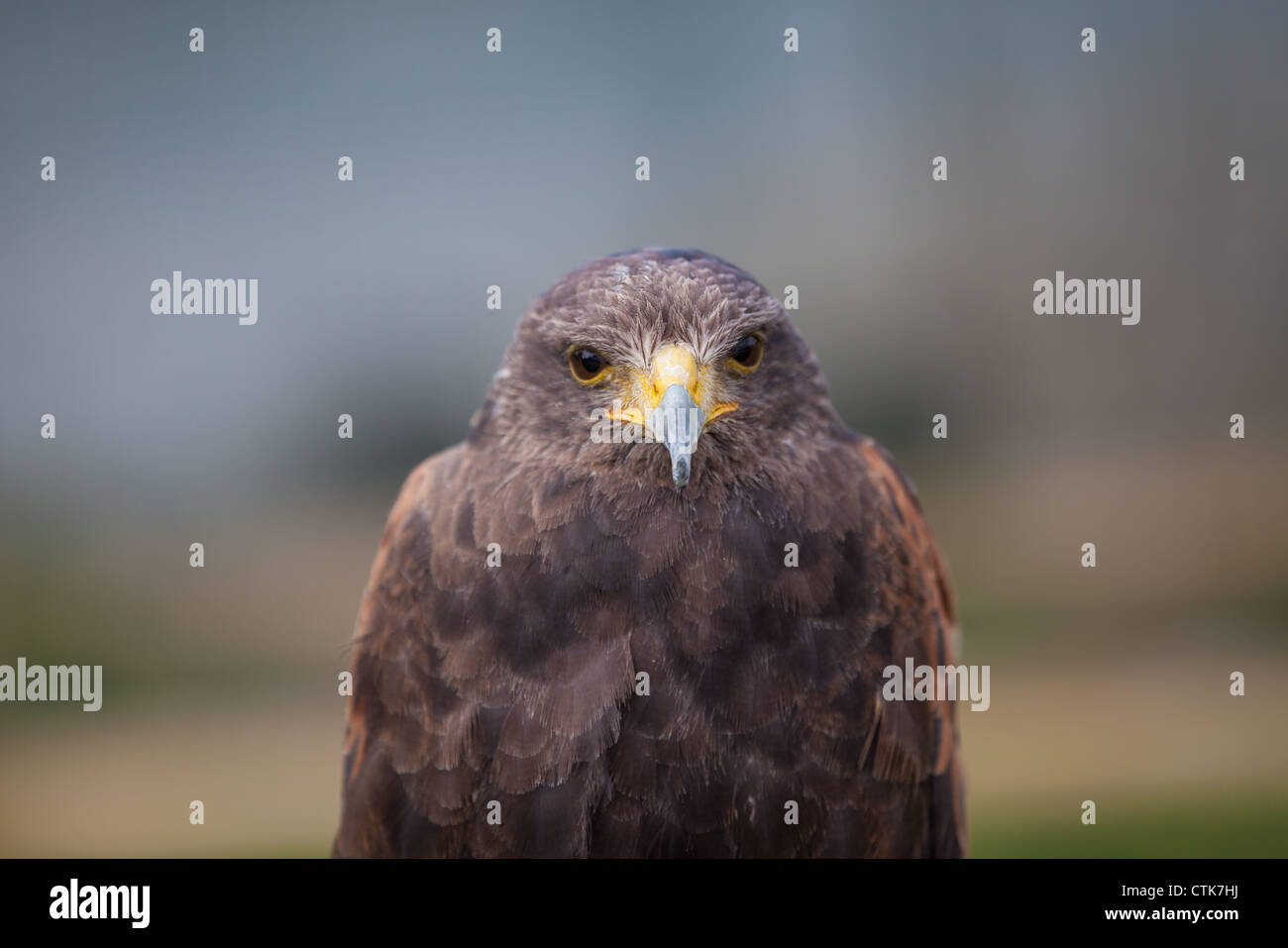 Harris hawk hi-res stock photography and images - Alamy